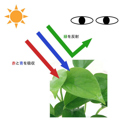 水草が真っ赤になる秘訣 | AQUALASSIC