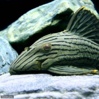 ロイヤルプレコ | AQUALASSIC