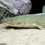 ポリプテルス・エンドリケリー | AQUALASSIC