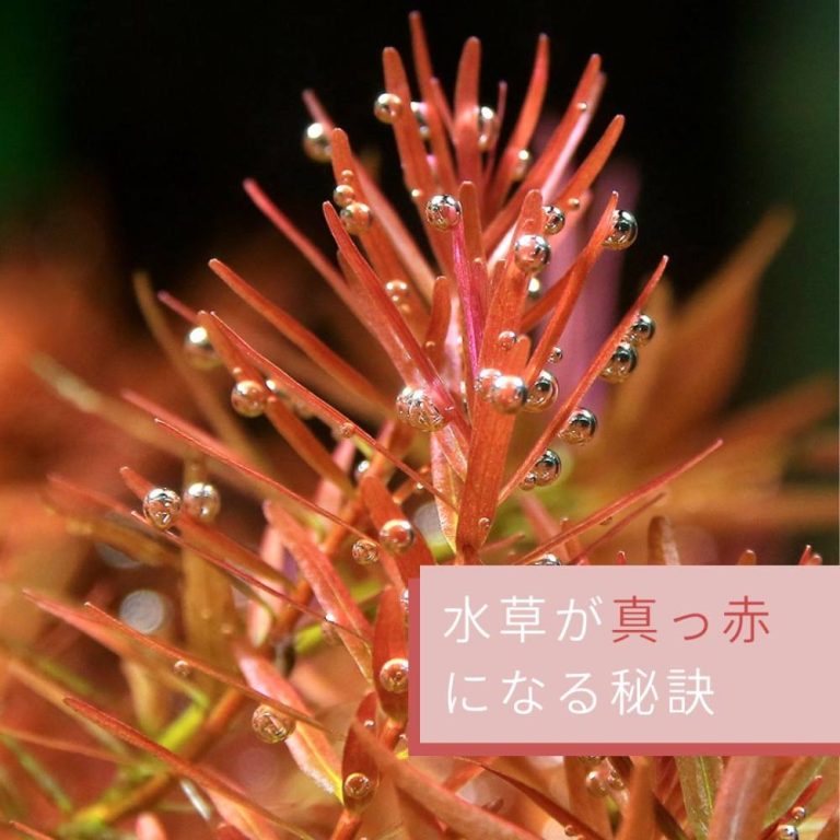 ゼロから解説！アヌビアスナナの育て方とコケ対策 | AQUALASSIC