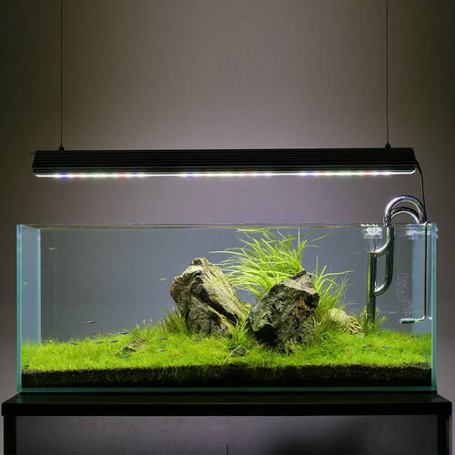 社員Aの水草レイアウトギャラリー | AQUALASSIC