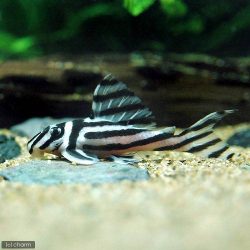 ロイヤルプレコ | AQUALASSIC