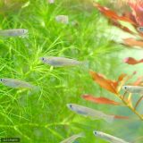 これだけは絶対やめよう メダカ飼育者の心得 放流Q&A | AQUALASSIC