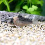 コリから目線でモノを言う vol.13 ネグロ川のコリドラス | AQUALASSIC