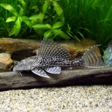 これだけは絶対やめよう メダカ飼育者の心得 放流Q&A | AQUALASSIC