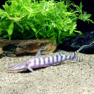 レッドテール・キャット | AQUALASSIC