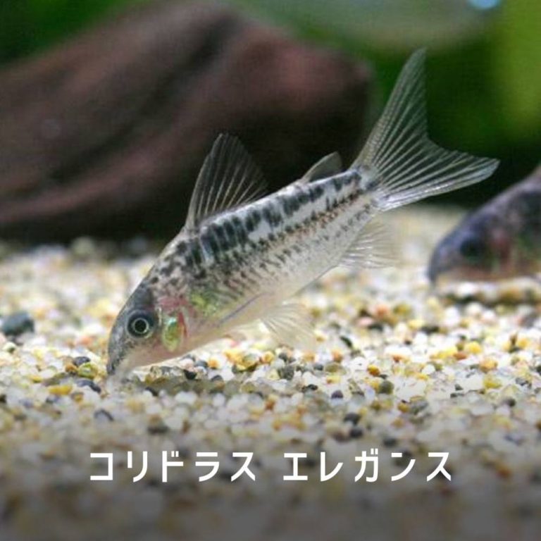 コリドラス・エレガンス | AQUALASSIC