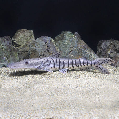 レッドテール・キャット | AQUALASSIC