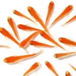 これだけは絶対やめよう メダカ飼育者の心得 放流Q&A | AQUALASSIC