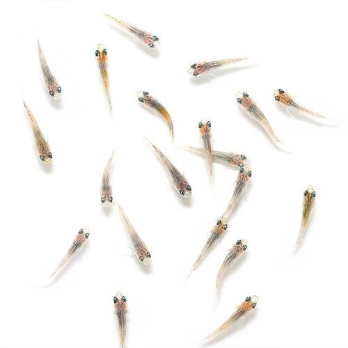 これだけは絶対やめよう メダカ飼育者の心得 放流Q&A | AQUALASSIC