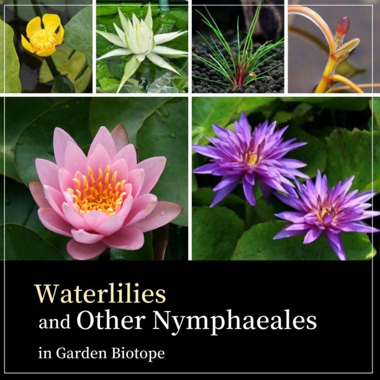 ガーデンビオトープで楽しむスイレンの仲間たち | AQUALASSIC