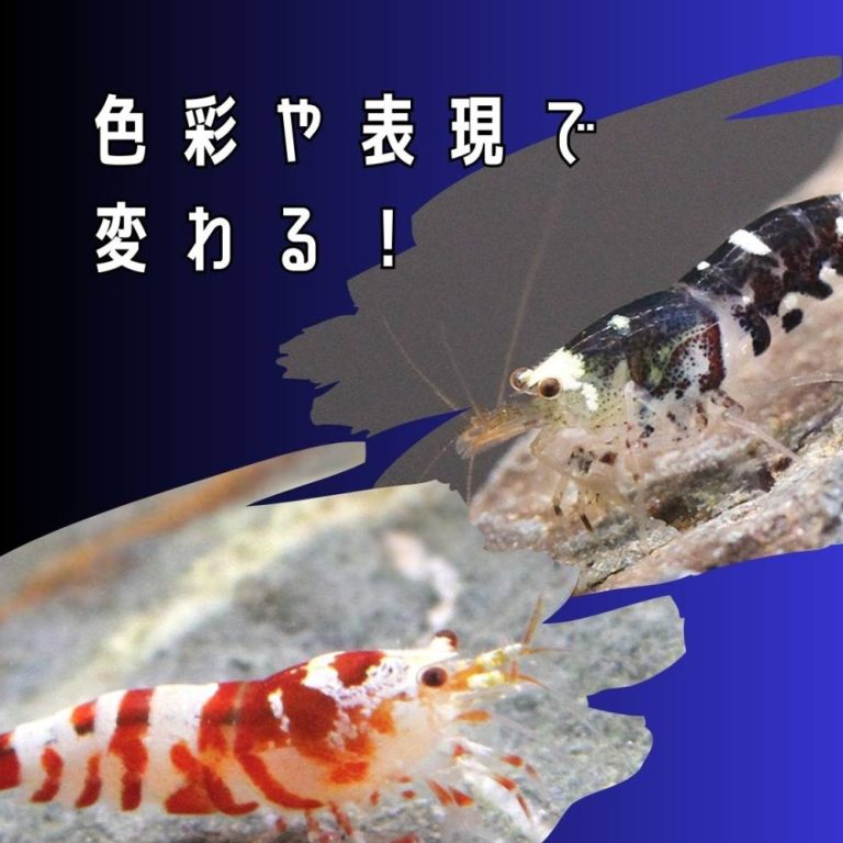 シュリンプの色落ち原因と対策！ | AQUALASSIC