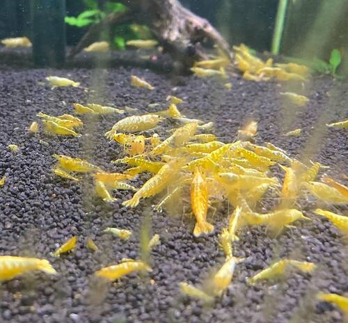 シュリンプのブリードとグレード | AQUALASSIC