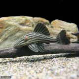 ロイヤルプレコ | AQUALASSIC