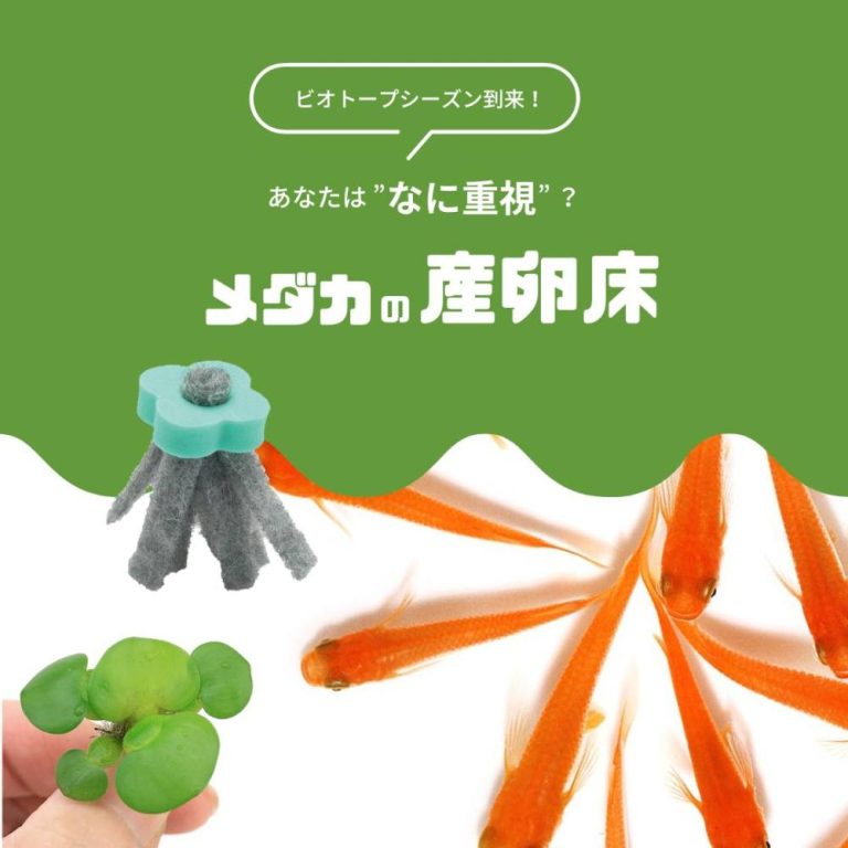 5分でわかる！メダカの稚魚の選別方法＜メダカの教室3限目＞ | AQUALASSIC