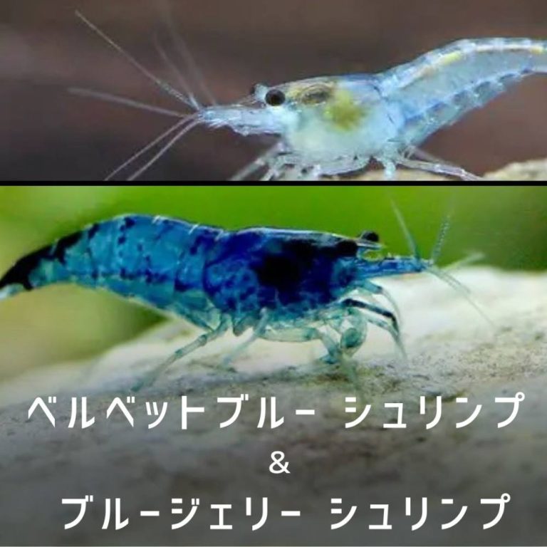 ベルベットブルー＆ブルージェリーシュリンプ | AQUALASSIC