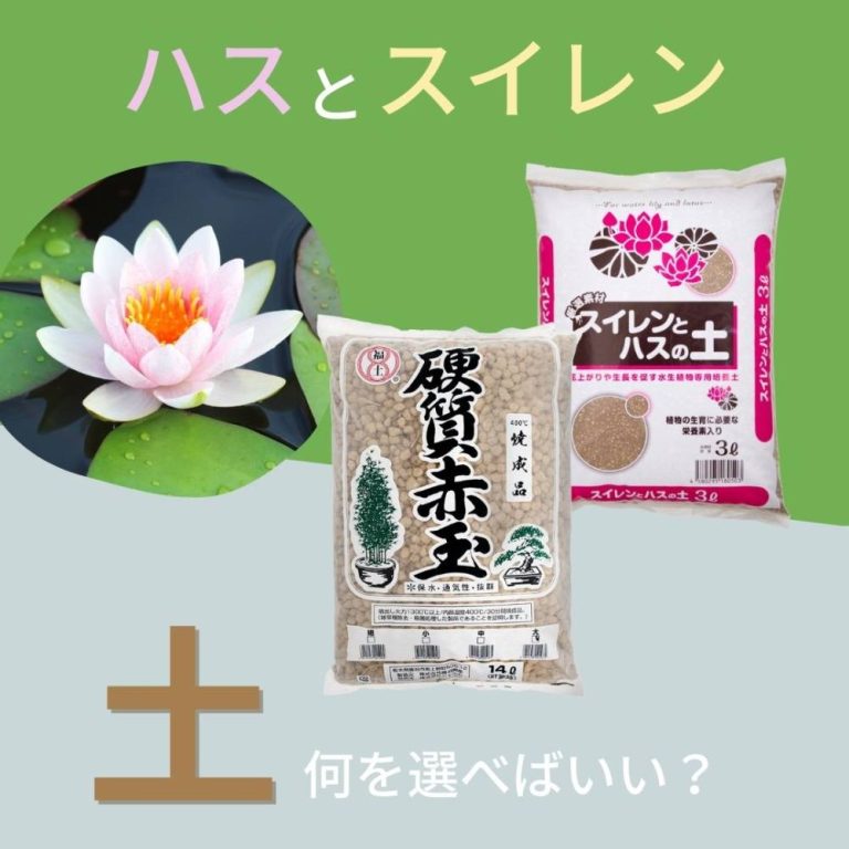 ゼロから解説！アヌビアスナナの育て方とコケ対策 | AQUALASSIC