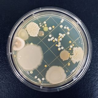 これだけは絶対やめよう メダカ飼育者の心得 放流Q&A | AQUALASSIC