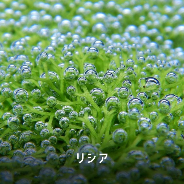 リシア | AQUALASSIC