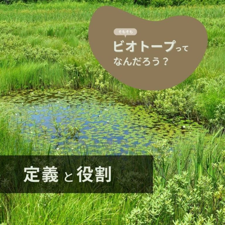 5分でわかる！メダカの稚魚の選別方法＜メダカの教室3限目＞ | AQUALASSIC