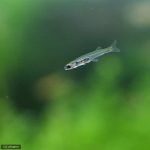 透明な体を持つ熱帯魚特集 | AQUALASSIC