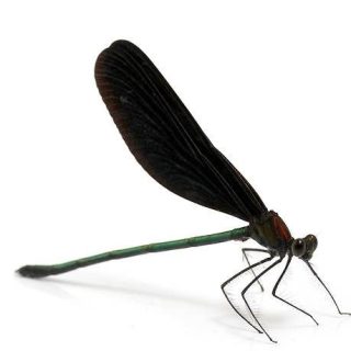 ビオトープ解説vol.1 ビオトープの概念をちょっと真面目に解説してみた | AQUALASSIC