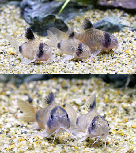 コリから目線でモノを言う vol.10 コリドラスを繁殖させてみよう | AQUALASSIC