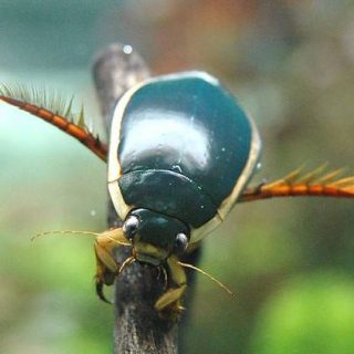 ビオトープ解説vol.1 ビオトープの概念をちょっと真面目に解説してみた | AQUALASSIC