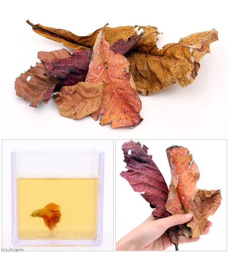 pH調整剤の使いどき | AQUALASSIC