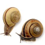 ビオトープ解説vol.1 ビオトープの概念をちょっと真面目に解説してみた | AQUALASSIC