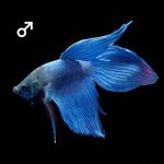 ベタの繁殖をしてみよう！ | AQUALASSIC