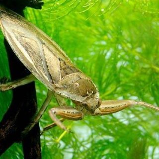 ビオトープ解説vol.1 ビオトープの概念をちょっと真面目に解説してみた | AQUALASSIC