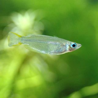 オリジアスの世界 | AQUALASSIC