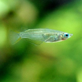 オリジアスの世界 | AQUALASSIC