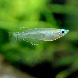 オリジアスの世界 | AQUALASSIC