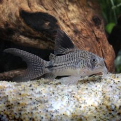 コリから目線でモノを言う vol.10 コリドラスを繁殖させてみよう | AQUALASSIC