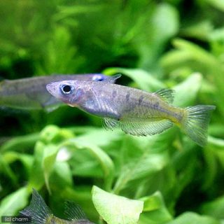 オリジアスの世界 | AQUALASSIC