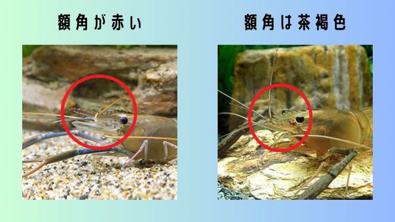 オニテナガエビ | AQUALASSIC