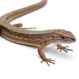 ビオトープ解説vol.1 ビオトープの概念をちょっと真面目に解説してみた | AQUALASSIC