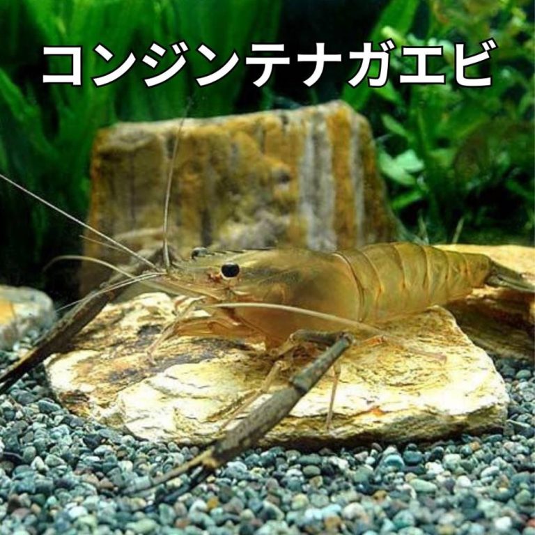 オニテナガエビ | AQUALASSIC