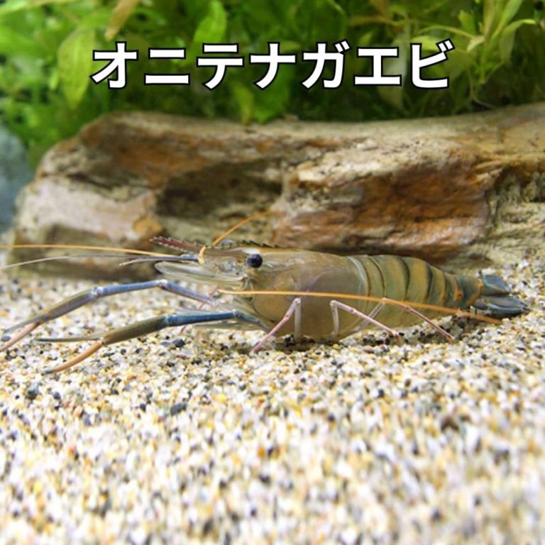 オニテナガエビ | AQUALASSIC