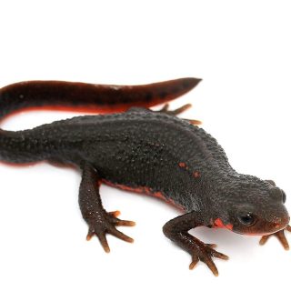 ビオトープ解説vol.1 ビオトープの概念をちょっと真面目に解説してみた | AQUALASSIC