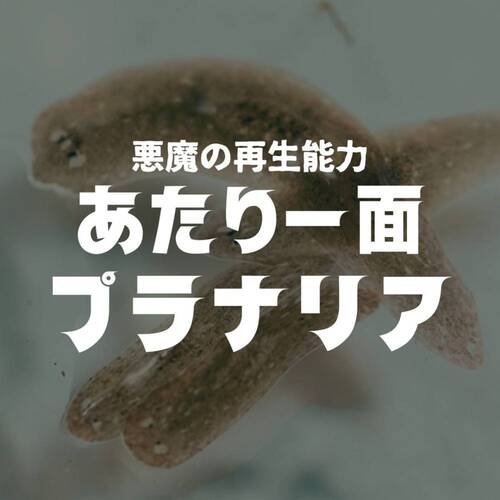 稚魚・稚エビを狙う水槽の怪物「ヒドラ」って？ | AQUALASSIC