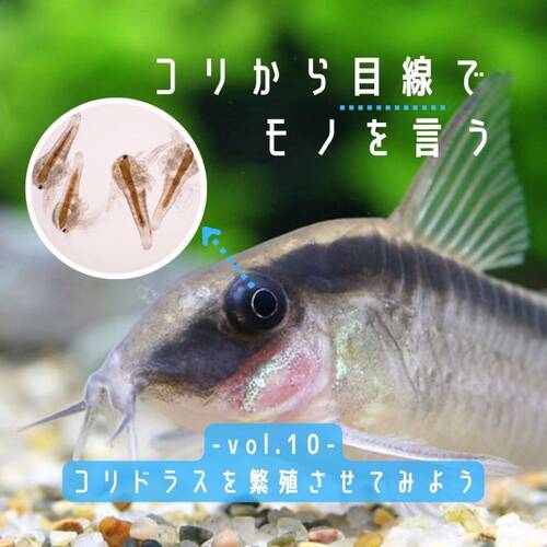 コリから目線でモノを言う vol.10 コリドラスを繁殖させてみよう | AQUALASSIC
