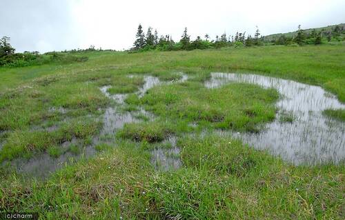 ビオトープ解説vol.1 ビオトープの概念をちょっと真面目に解説してみた | AQUALASSIC