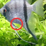 エンゼルフィッシュの繁殖をしてみよう！ | AQUALASSIC