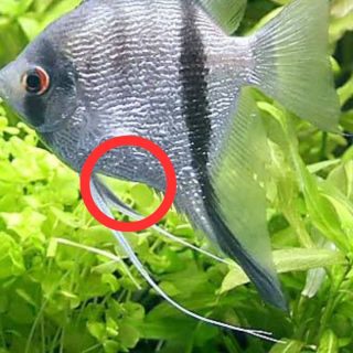 エンゼルフィッシュの繁殖をしてみよう！ | AQUALASSIC