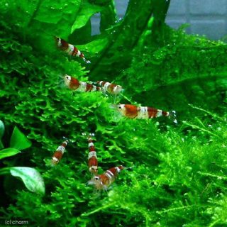 エビ飼育で失敗しない！底床・添加剤の選び方＜Shrimp Style #3＞ | AQUALASSIC