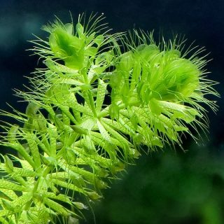 ムジナモ | AQUALASSIC