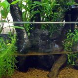 ムジナモ | AQUALASSIC